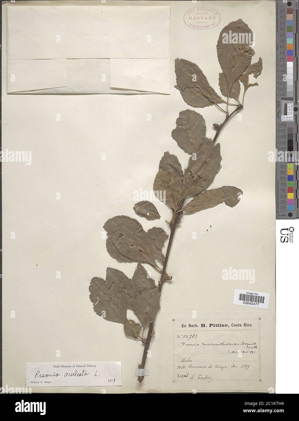 Pisonia aculeata L Pisonia aculeata L Stock Photo - Alamy