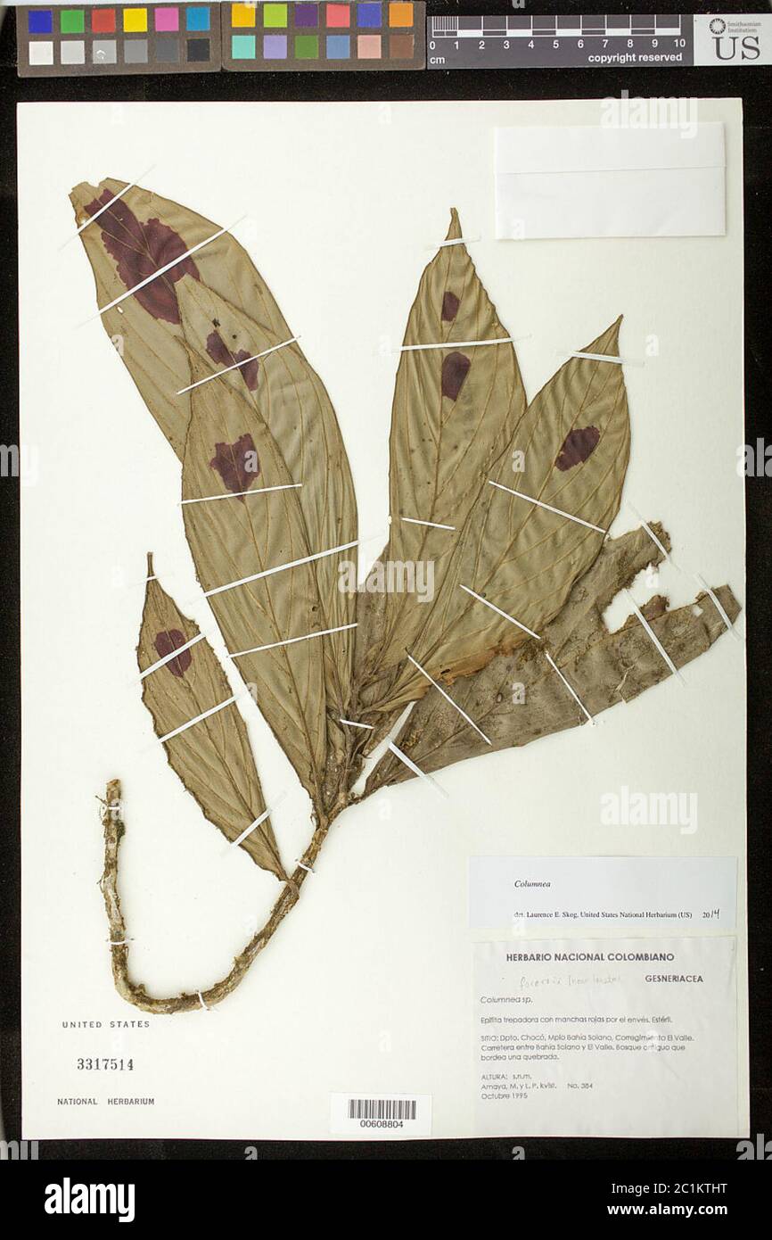 Columnea sp Columnea sp Stock Photo - Alamy