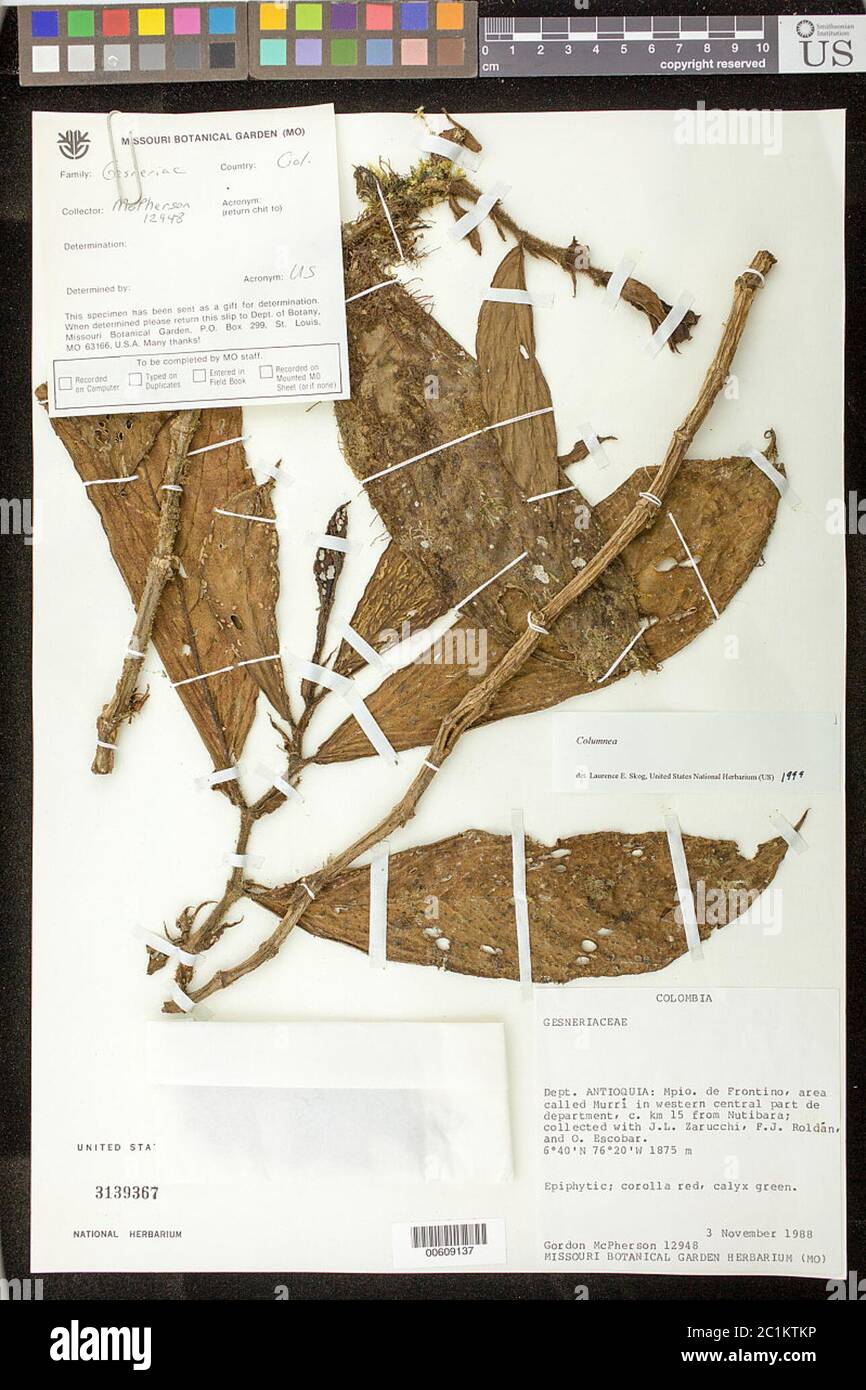 Columnea sp Columnea sp Stock Photo - Alamy