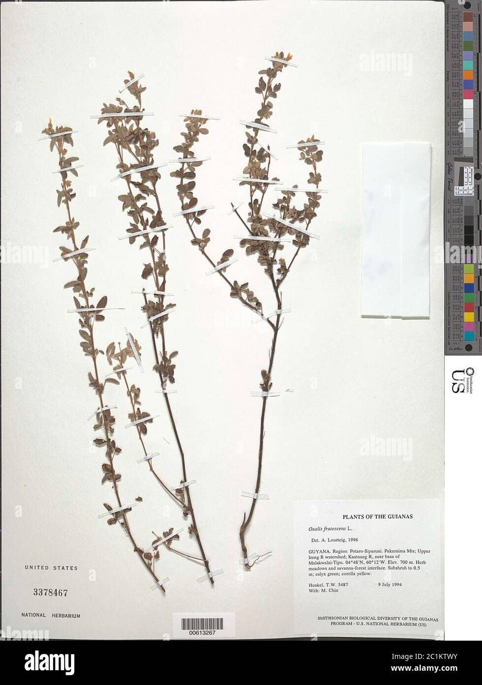 Oxalis frutescens L Oxalis frutescens L Stock Photo - Alamy