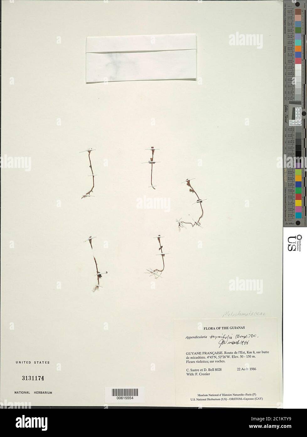 Appendicularia thymifolia Bonpl DC Appendicularia thymifolia Bonpl DC ...