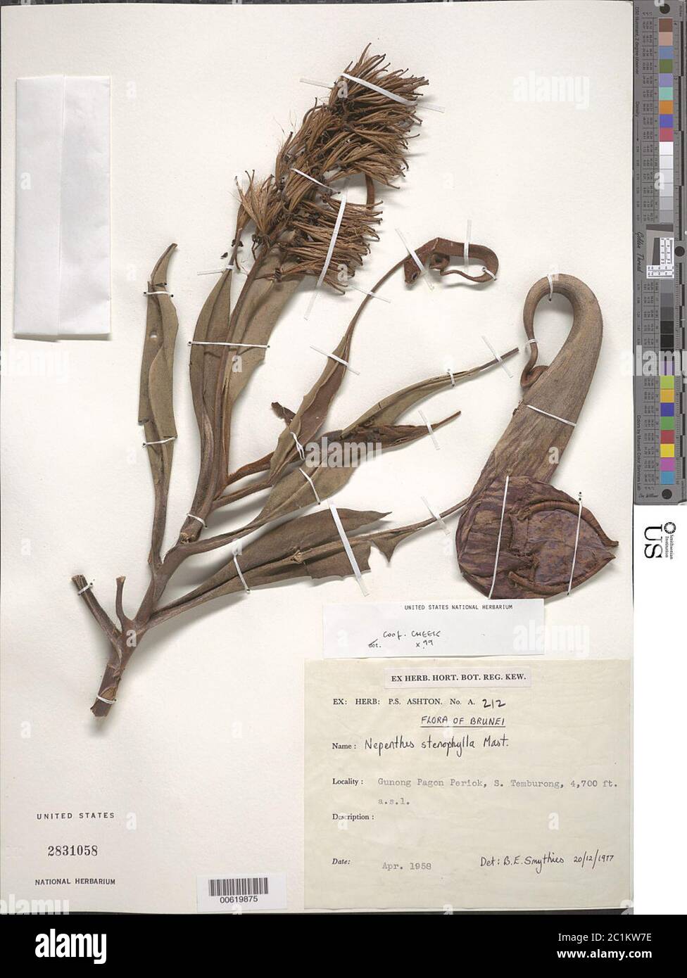 Nepenthes stenophylla hi-res stock photography and images - Alamy