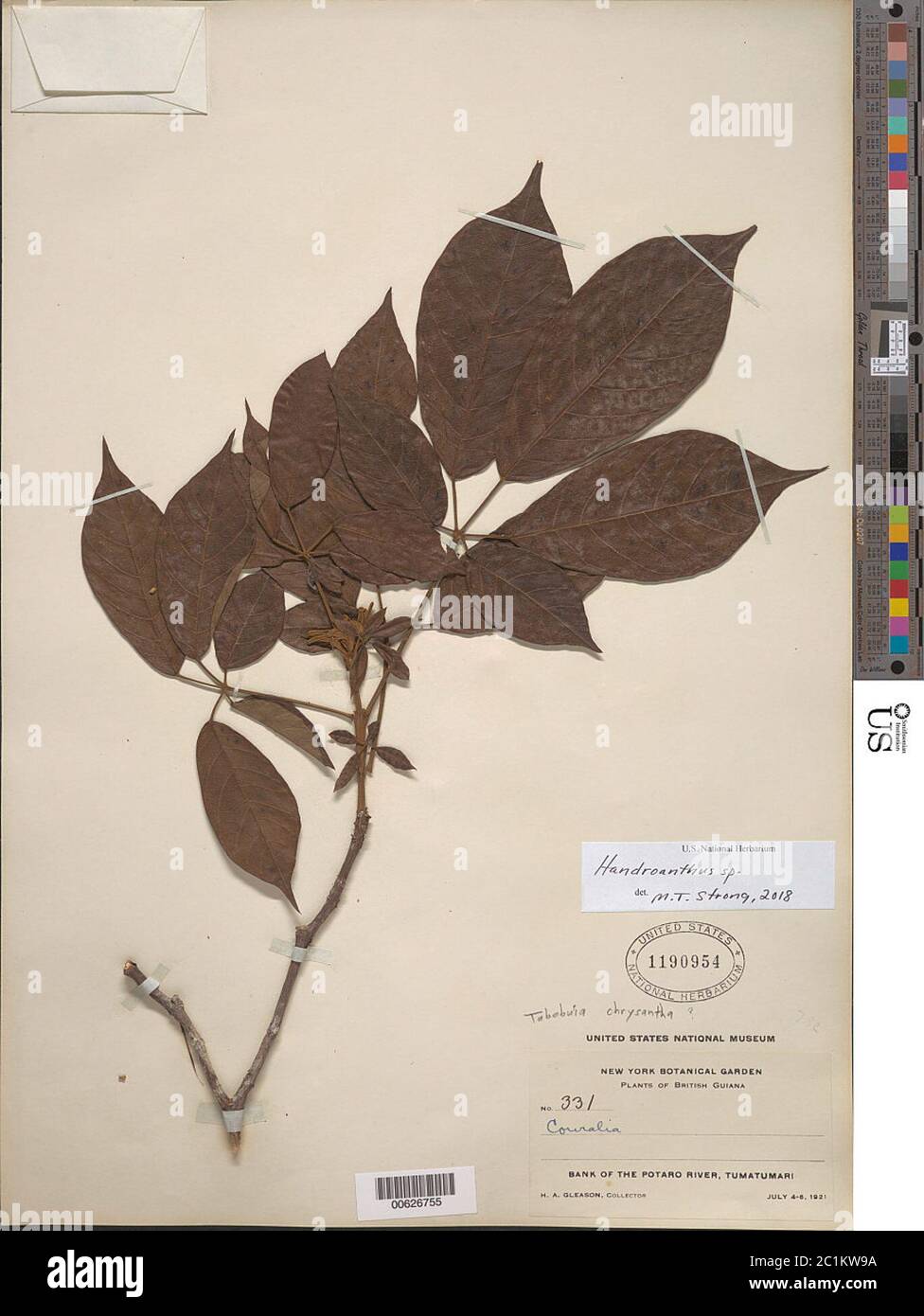 Handroanthus sp Handroanthus sp Stock Photo - Alamy