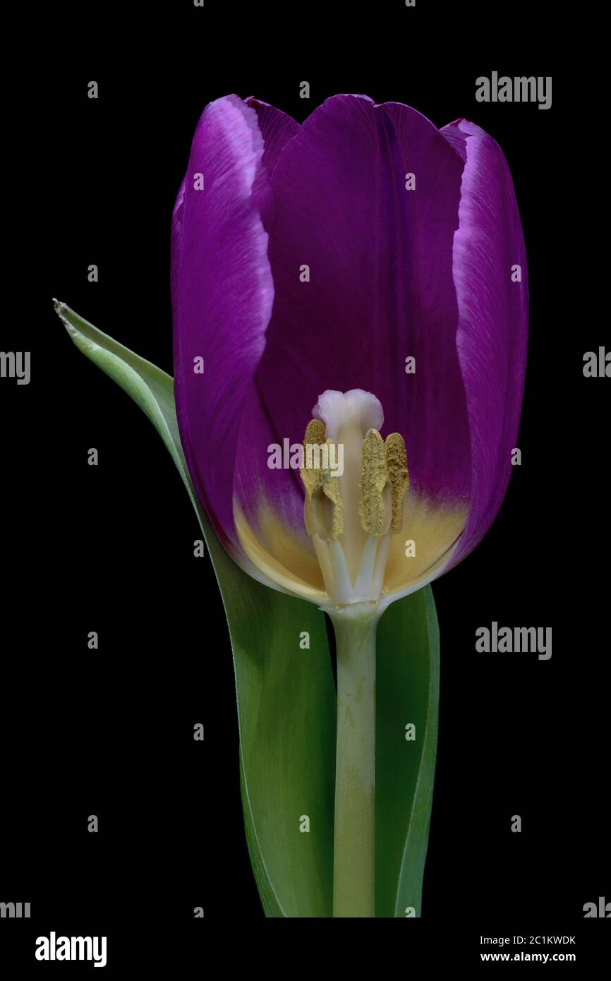 Inside of a tulip hi-res stock photography and images - Alamy