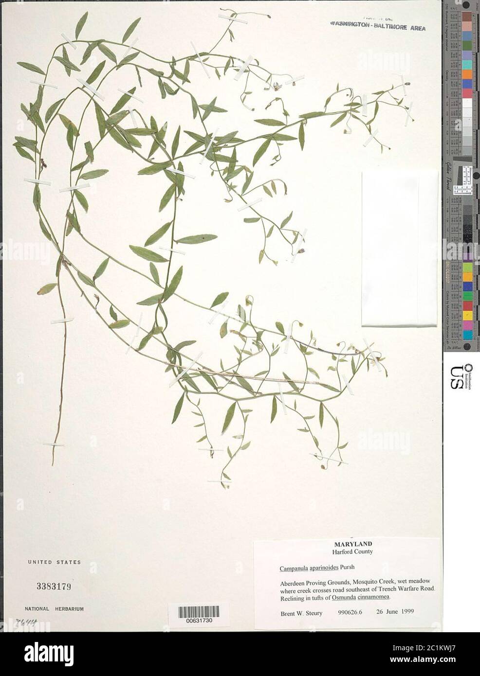 Campanula aparinoides Pursh Campanula aparinoides Pursh Stock Photo - Alamy