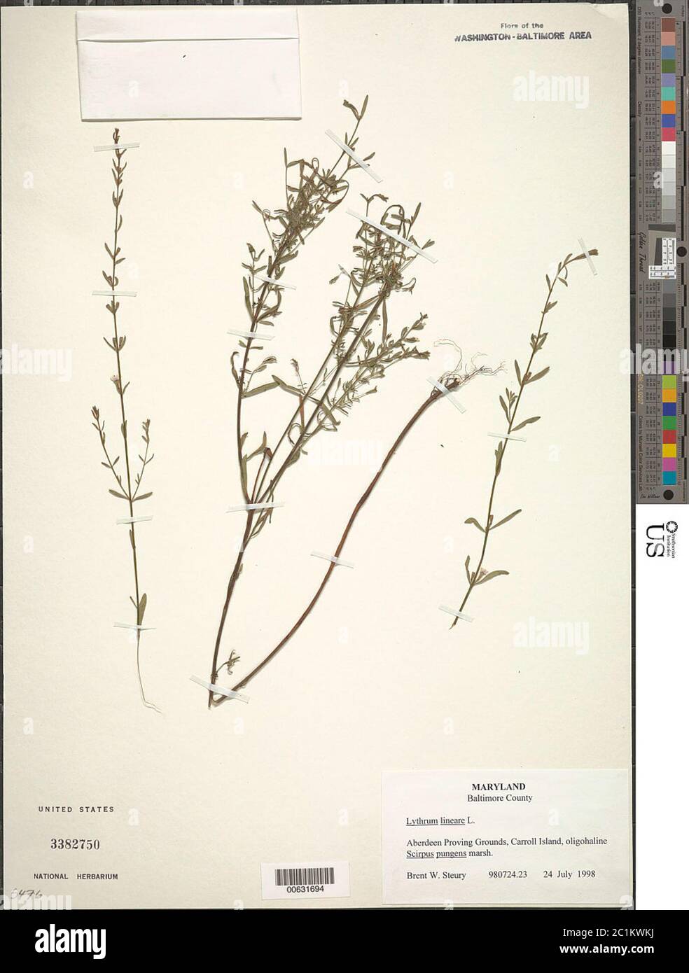 Lythrum lineare L Lythrum lineare L Stock Photo - Alamy