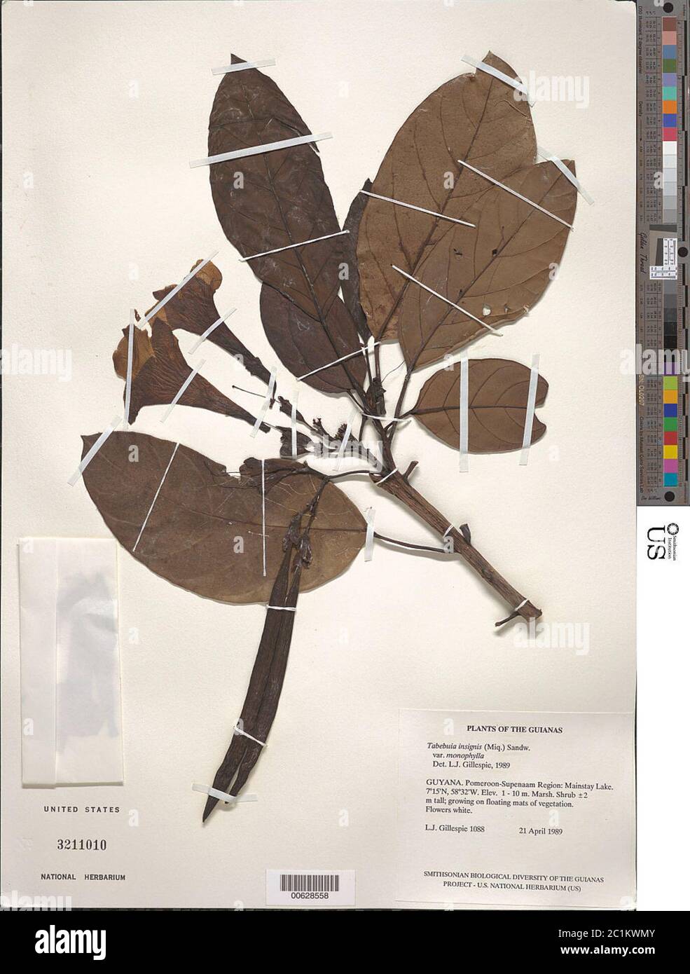 Tabebuia insignis var monophylla Sandwith Tabebuia insignis var ...