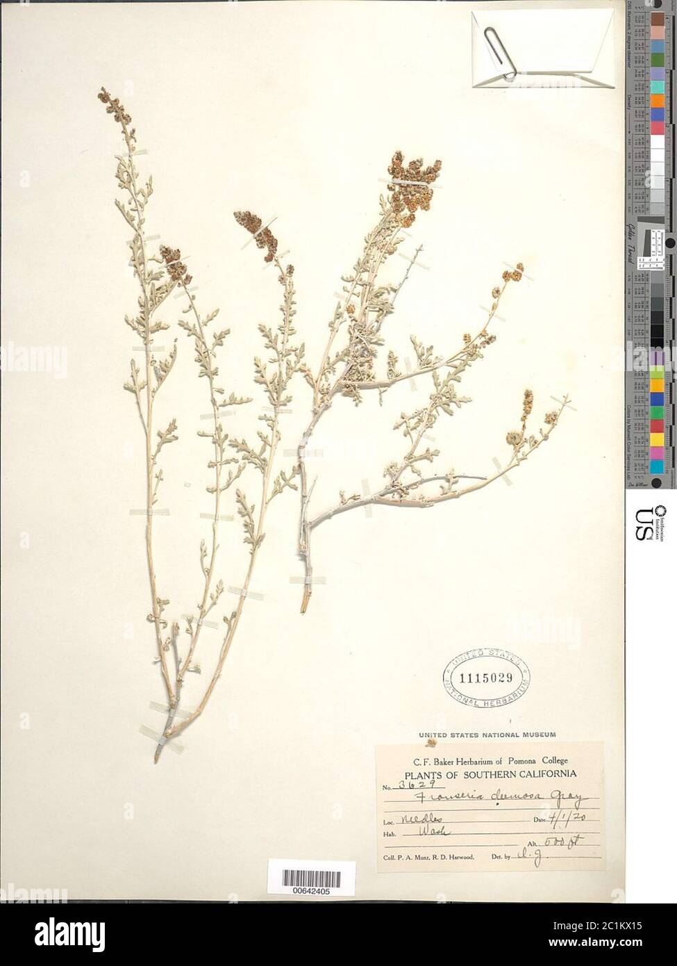 Franseria dumosa A Gray Franseria dumosa A Gray Stock Photo - Alamy
