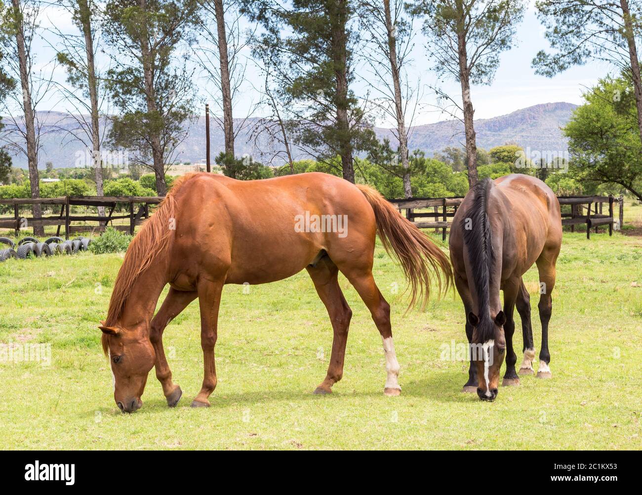 Two horses grazing in meadow enclosure on farm Stock Photo - Alamy