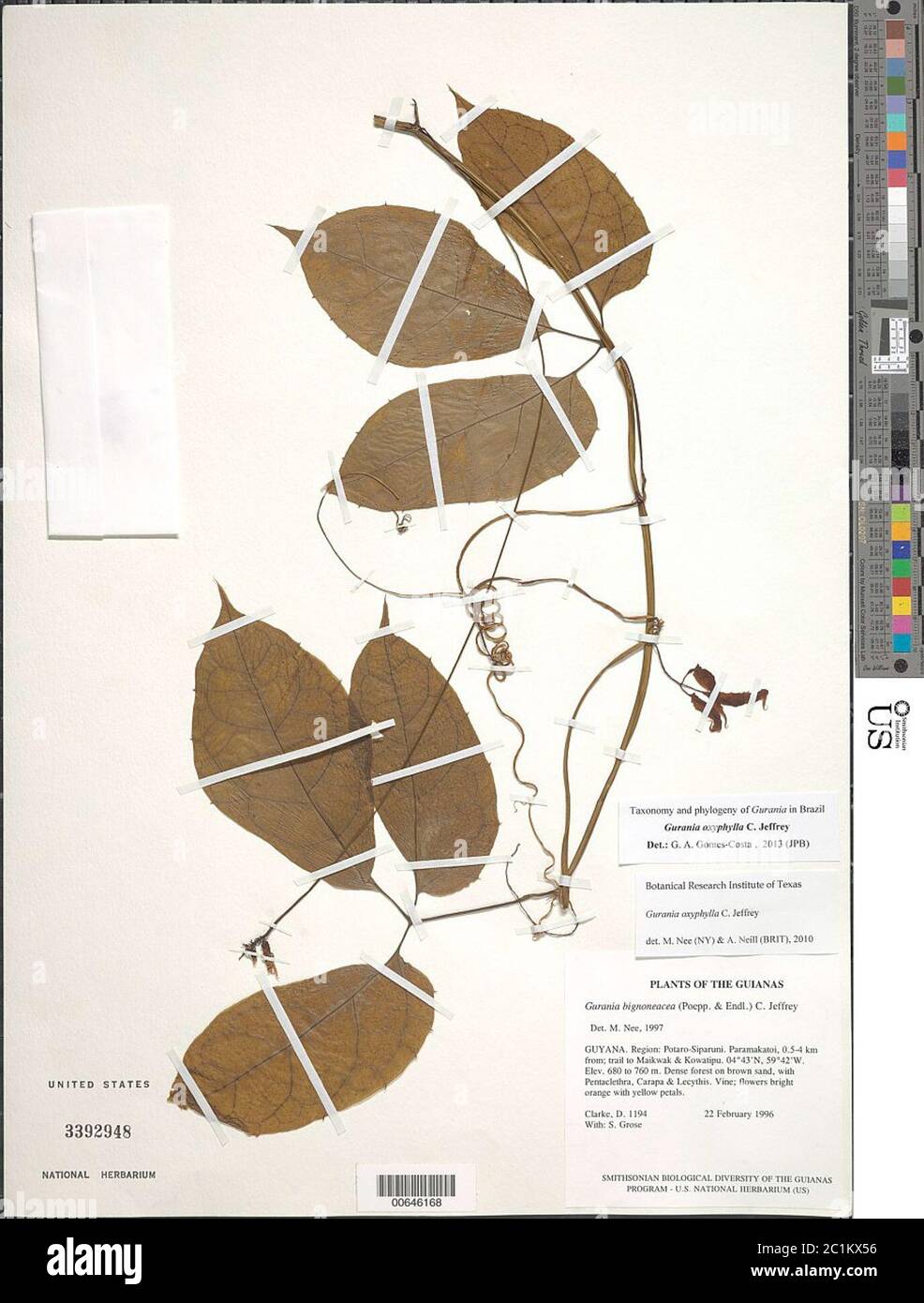 Gurania oxyphylla C Jeffrey Gurania oxyphylla C Jeffrey Stock Photo - Alamy