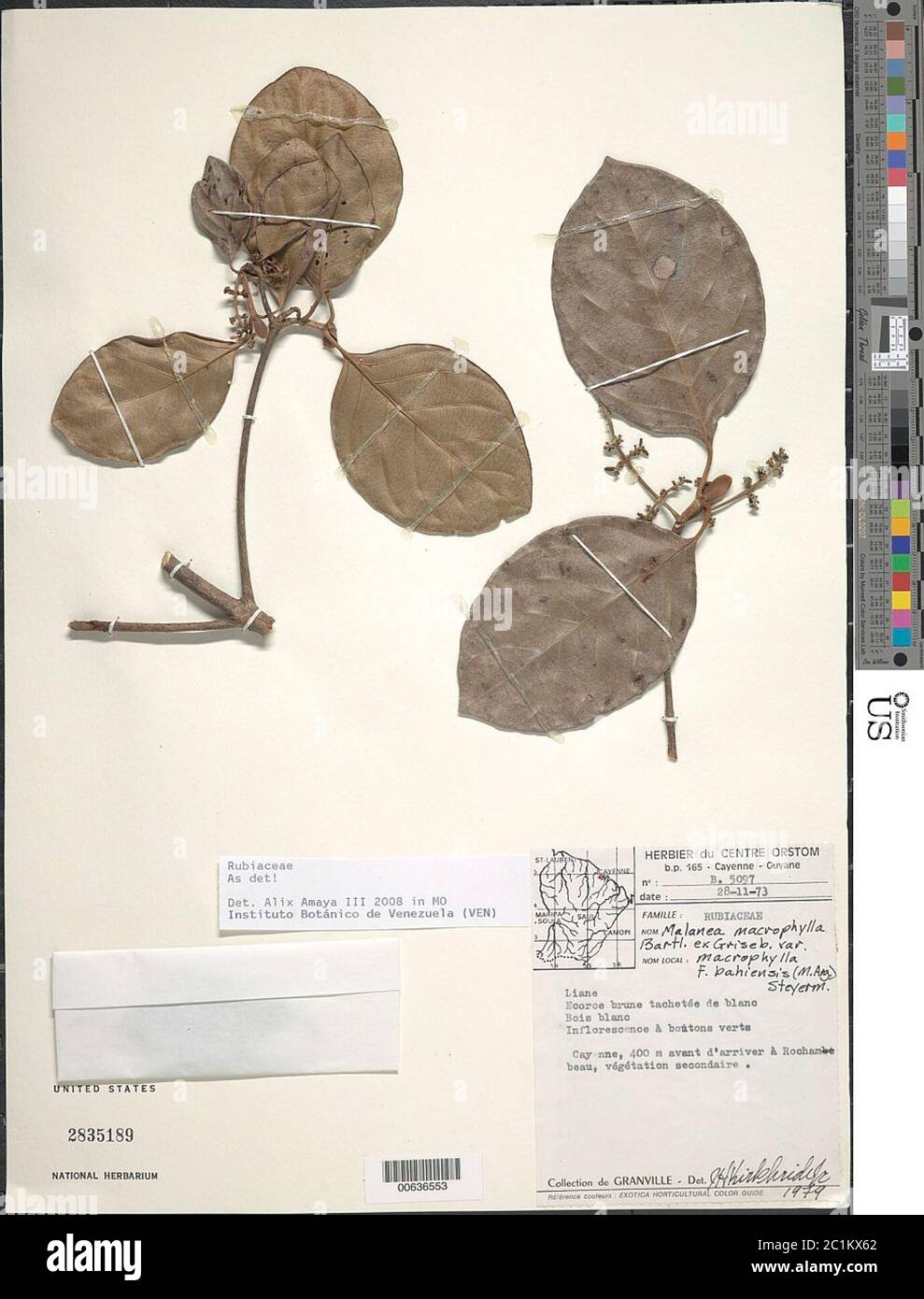 F macrophylla hi-res stock photography and images - Alamy