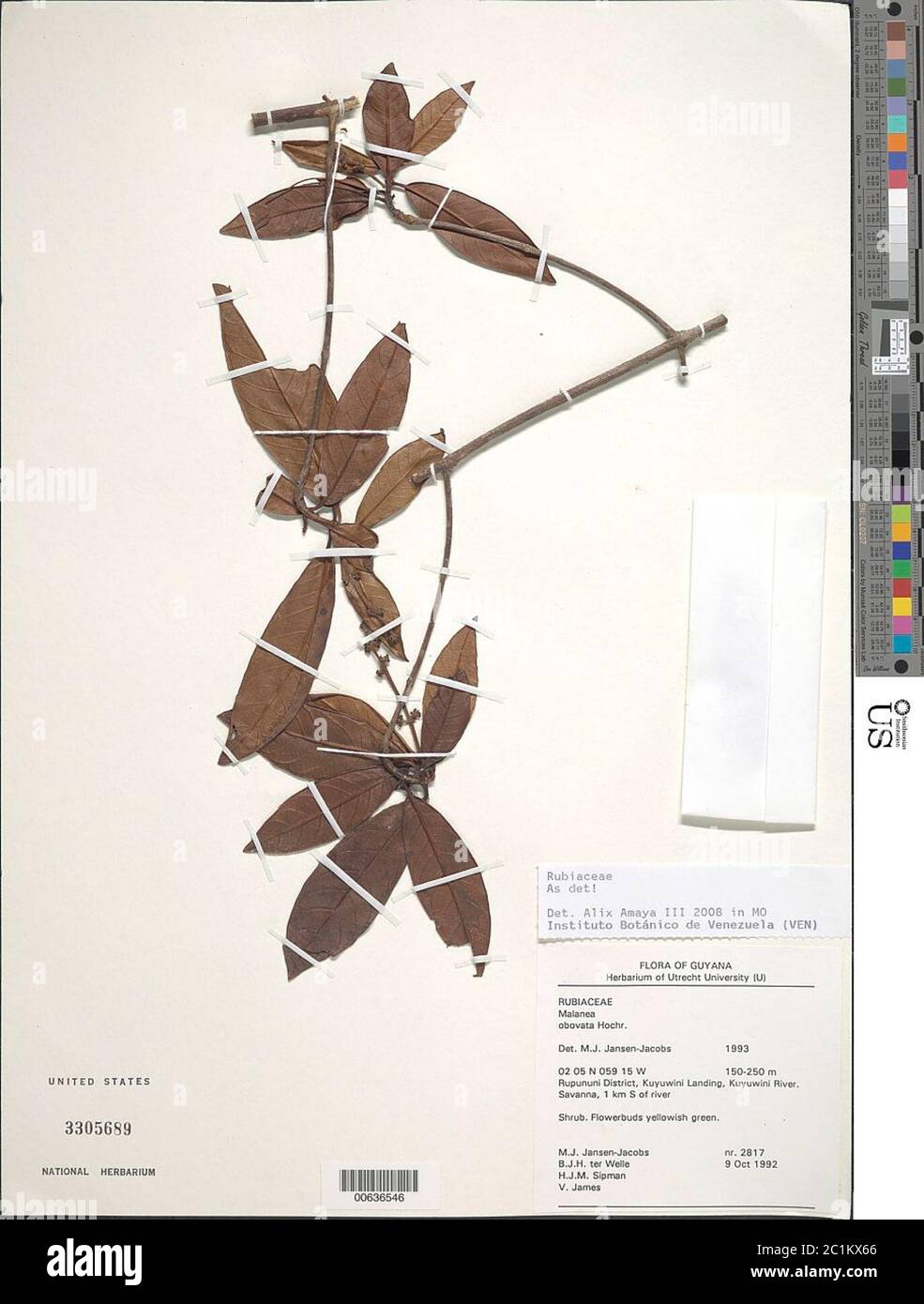 Malanea hi-res stock photography and images - Alamy