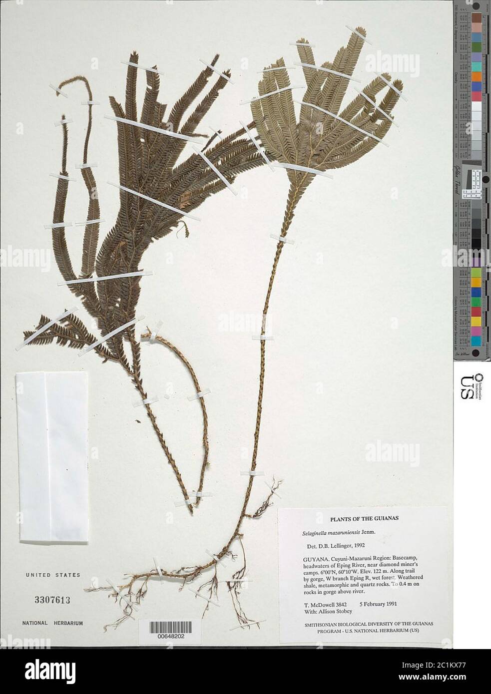 Selaginella mazaruniensis Jenman Selaginella mazaruniensis Jenman Stock ...