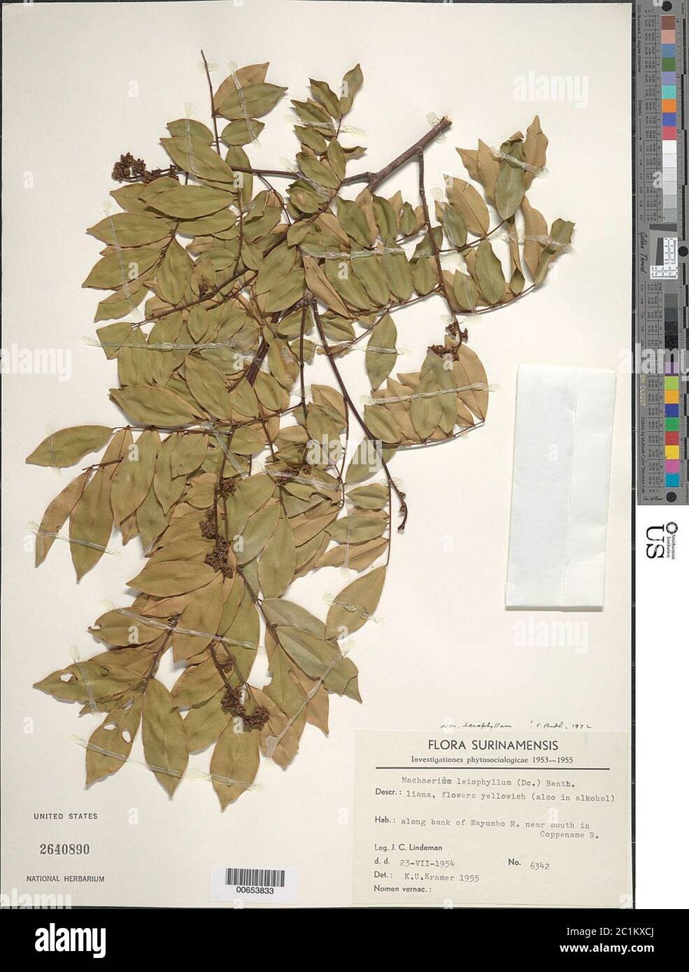 Machaerium leiophyllum DC Benth Machaerium leiophyllum DC Benth Stock ...