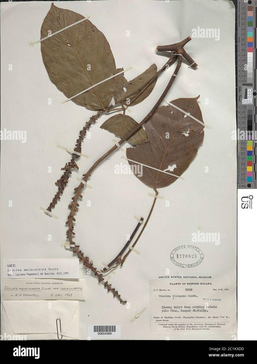 Dioclea hi-res stock photography and images - Alamy