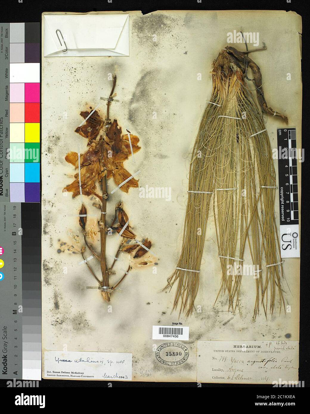 Yucca angustifolia var radiosa hi-res stock photography and images - Alamy