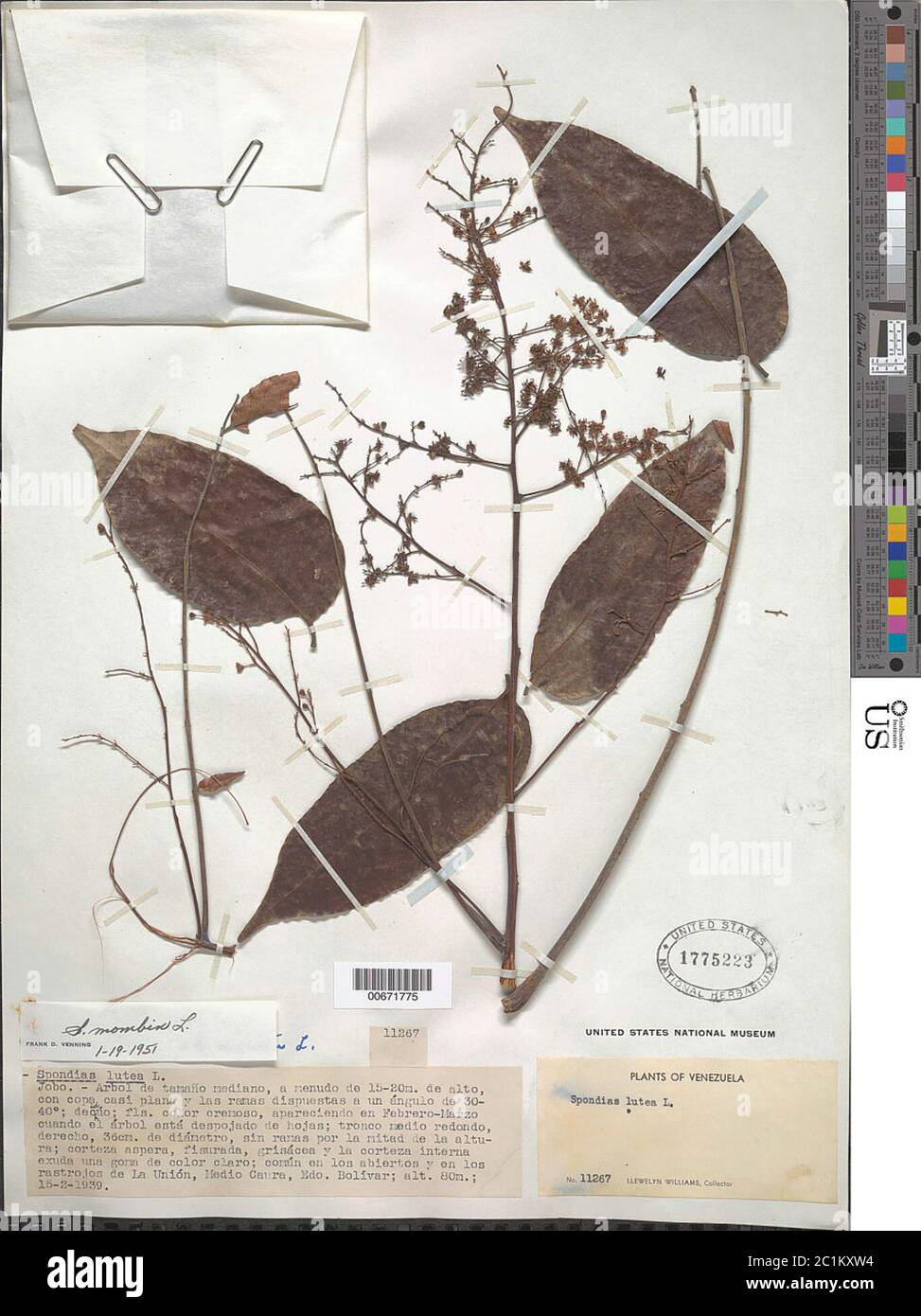 Spondias mombin l hi-res stock photography and images - Alamy