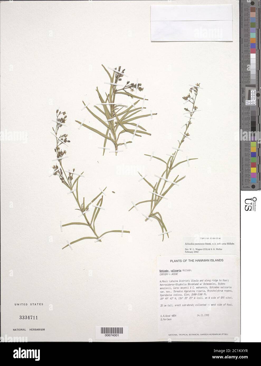 Schiedea menziesii Hook x S salicaria Hillebr Schiedea menziesii Hook x ...