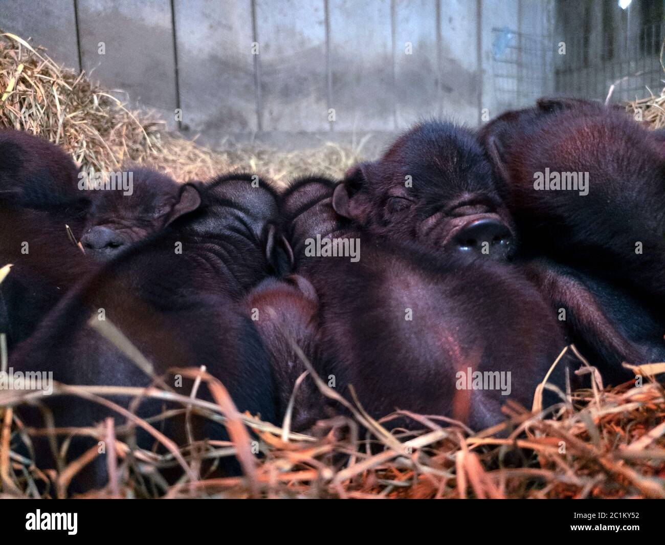 Black American Guinea Hogs Stock Photo - Alamy