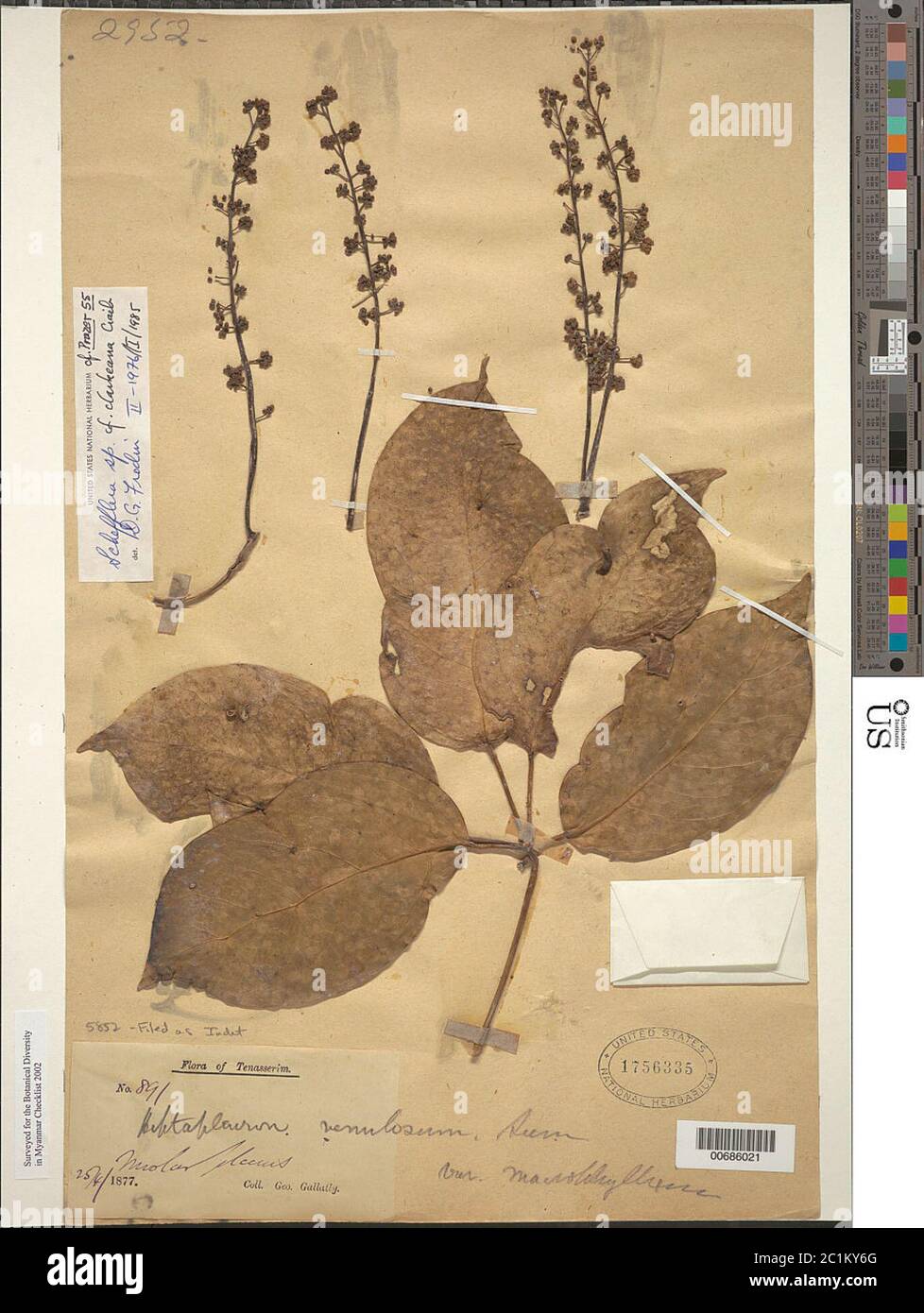 Schefflera sp Schefflera sp Stock Photo - Alamy