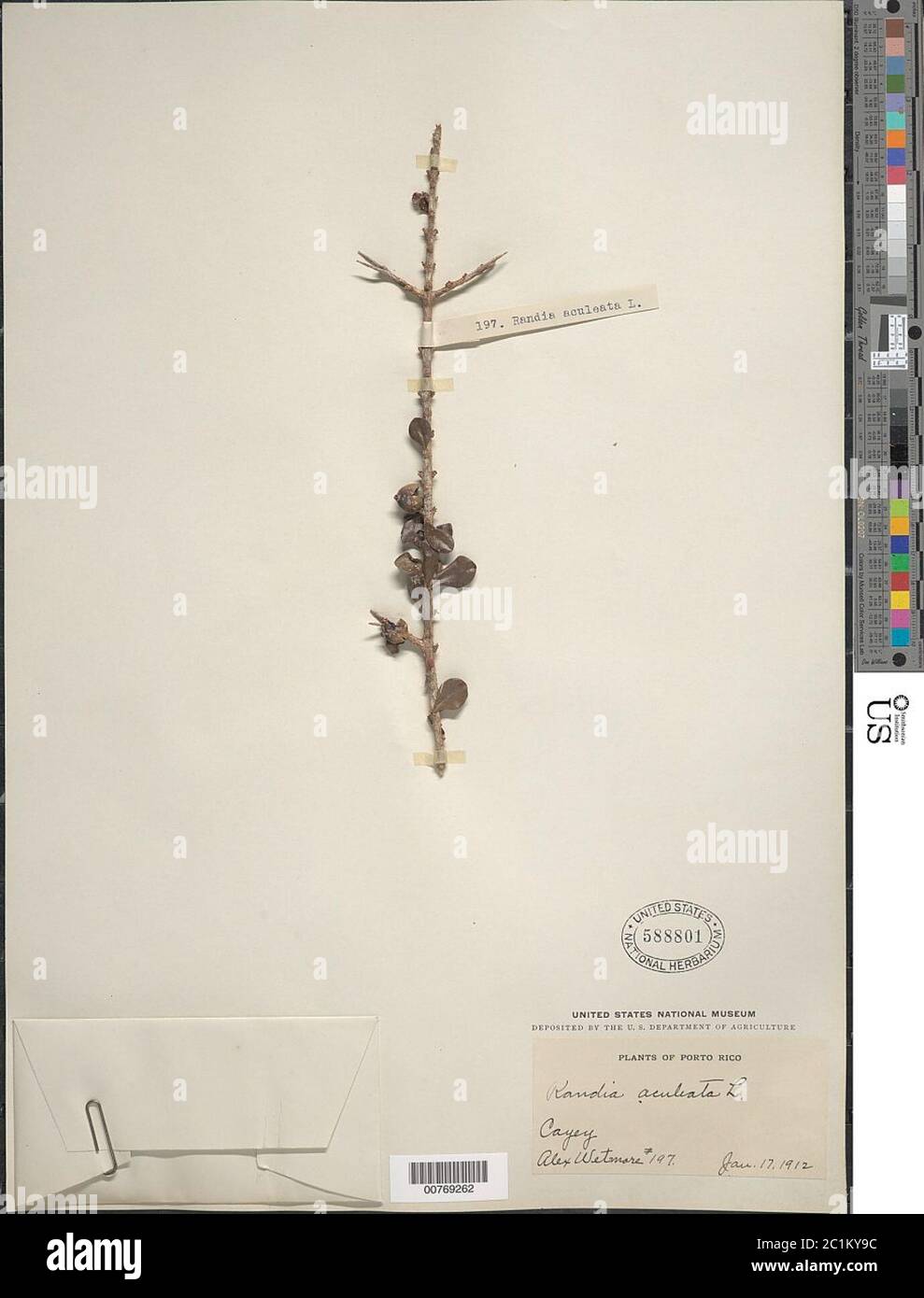 Randia aculeata L Randia aculeata L Stock Photo - Alamy