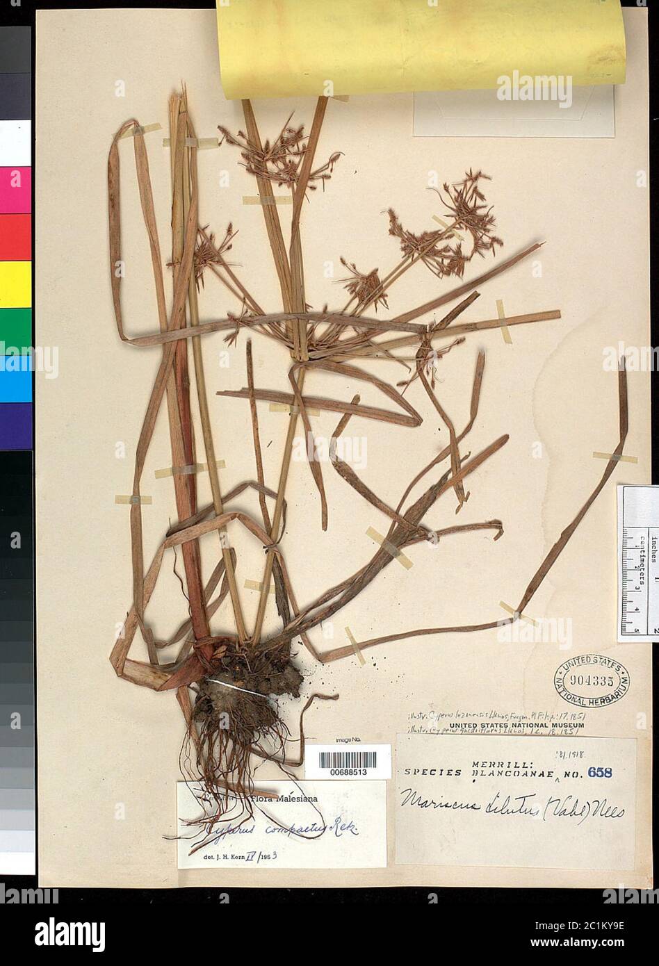Cyperus compactus Retz Cyperus compactus Retz Stock Photo - Alamy