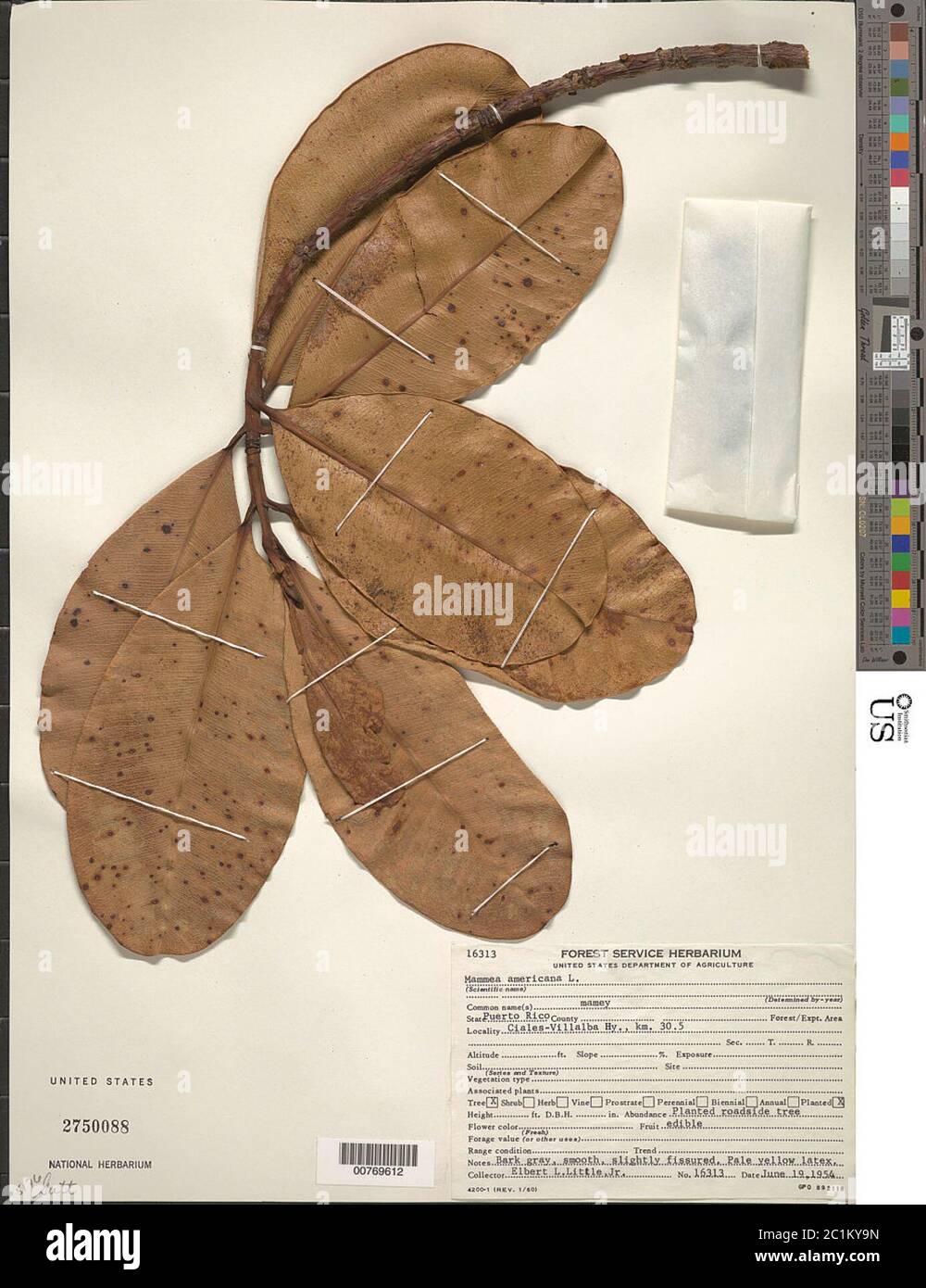 Mammea americana hi-res stock photography and images - Alamy