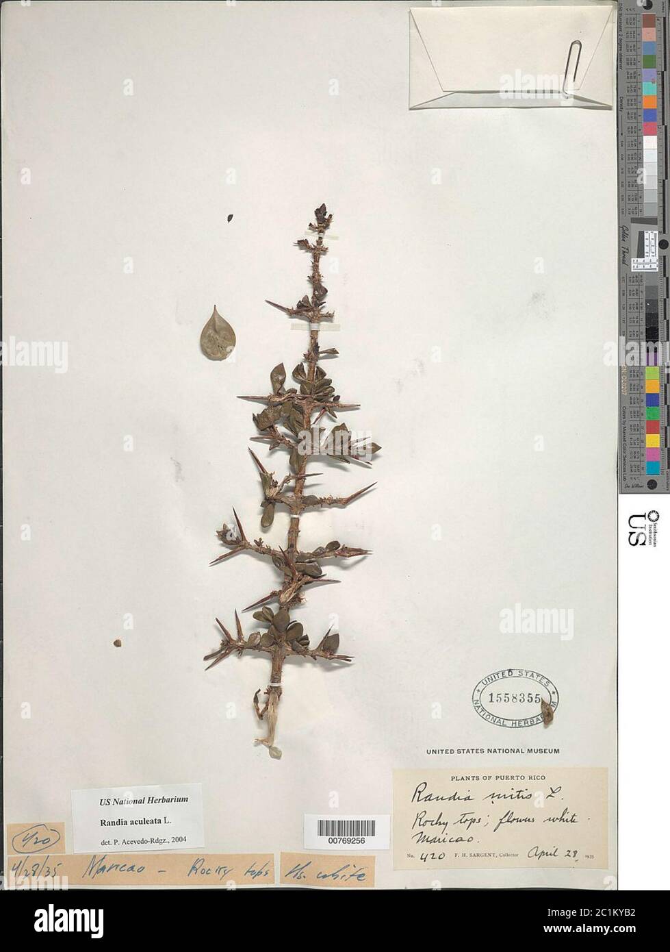 Randia aculeata L Randia aculeata L Stock Photo - Alamy