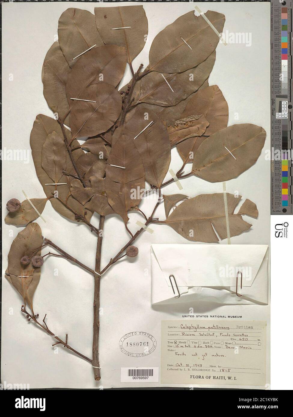 Calophyllum calaba hi-res stock photography and images - Alamy