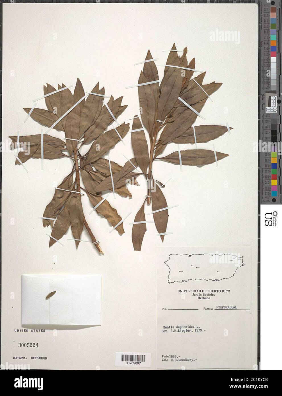 Bontia daphnoides L Bontia daphnoides L Stock Photo - Alamy