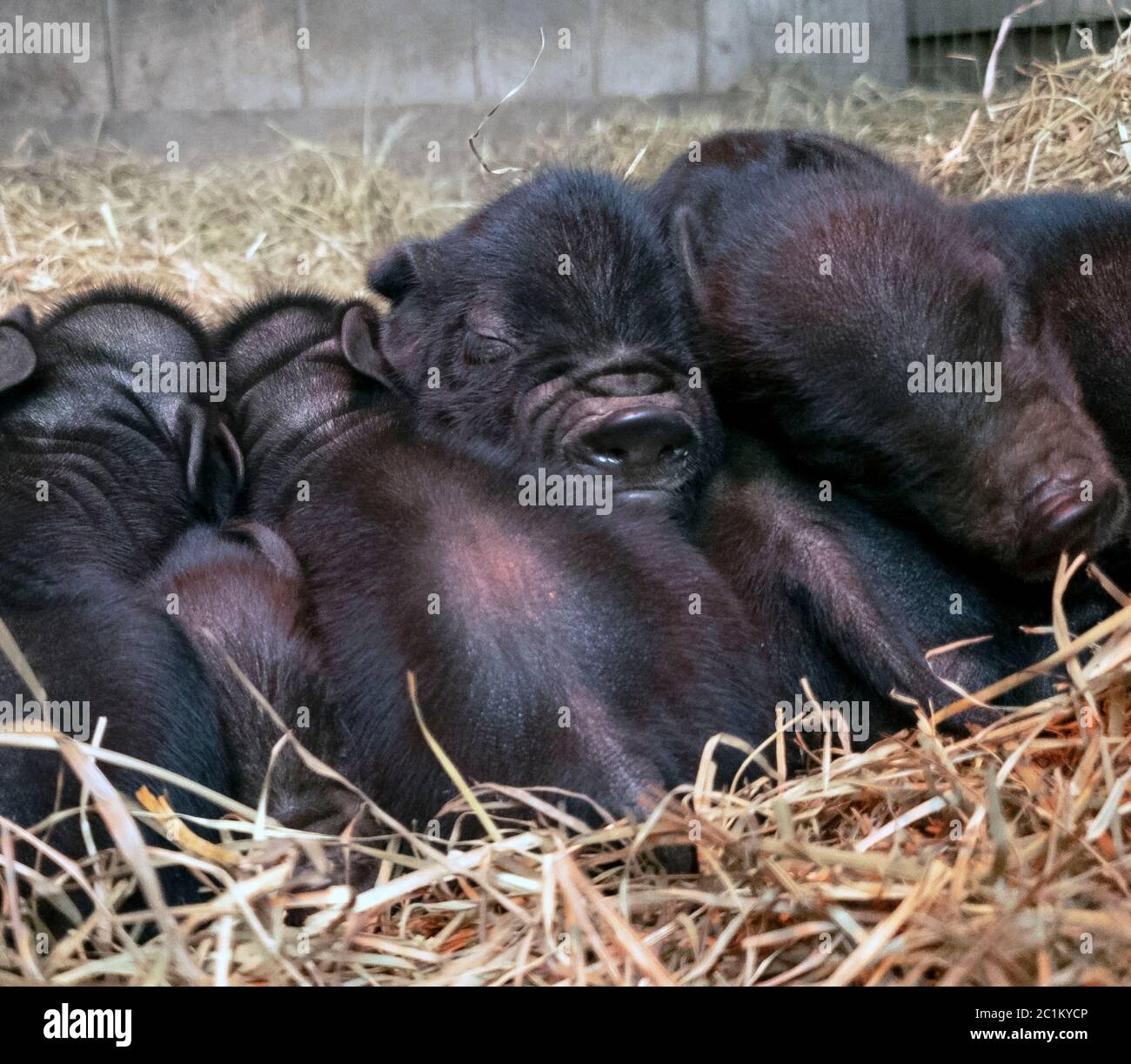 Black guinea pig hi-res stock photography and images - Alamy