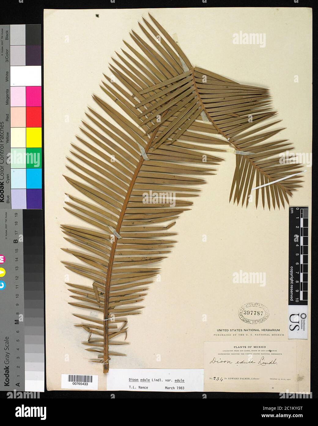Dioon edule Lindl Dioon edule Lindl Stock Photo - Alamy
