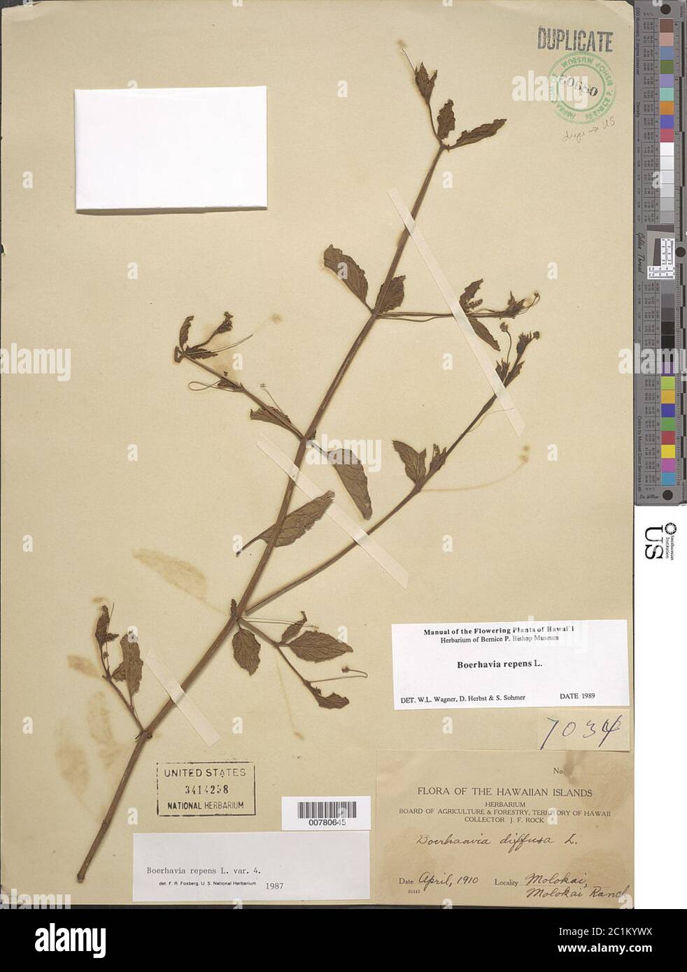 Boerhavia repens L Boerhavia repens L Stock Photo - Alamy