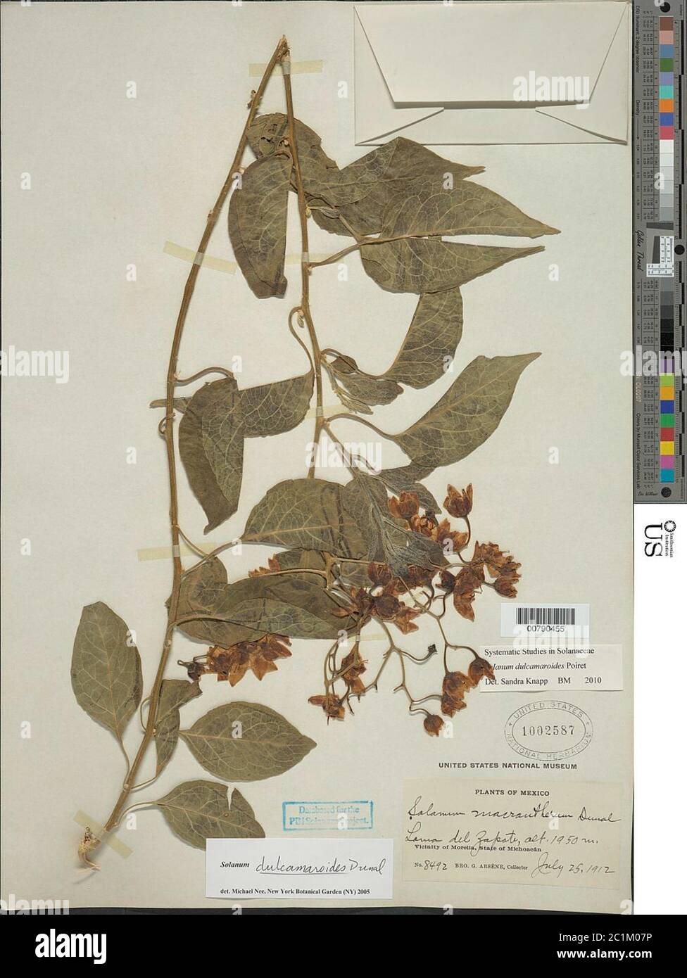 Solanum dulcamaroides Dunal Solanum dulcamaroides Dunal Stock Photo - Alamy