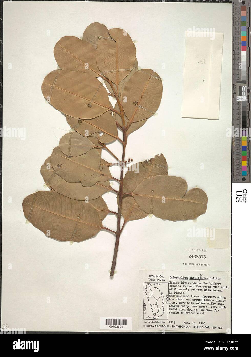 Calophyllum calaba L Calophyllum calaba L Stock Photo - Alamy