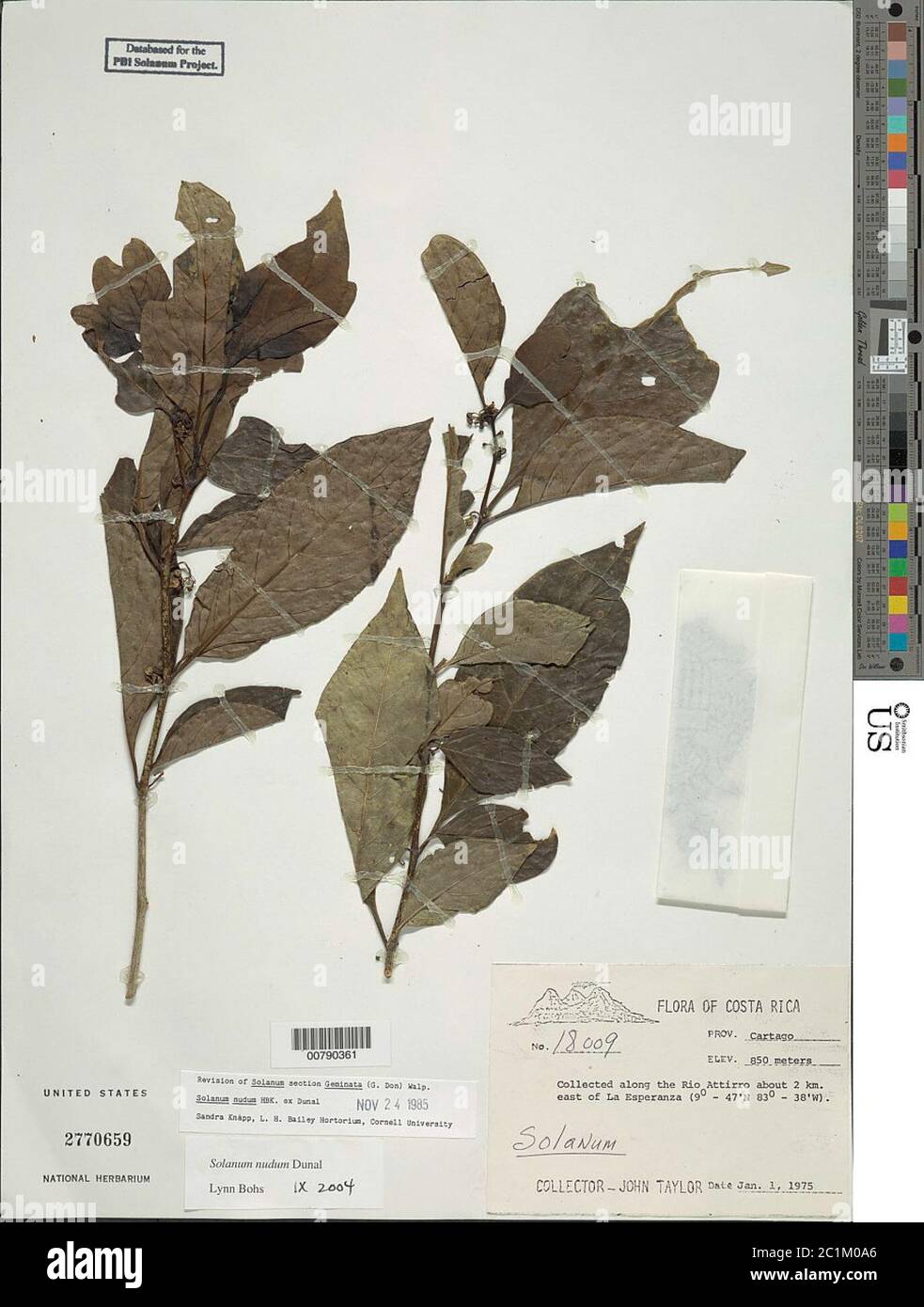 Solanum nudum Dunal Solanum nudum Dunal Stock Photo - Alamy