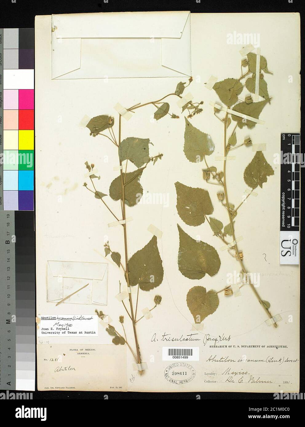 Abutilon incanum Link Sweet Abutilon incanum Link Sweet Stock Photo - Alamy