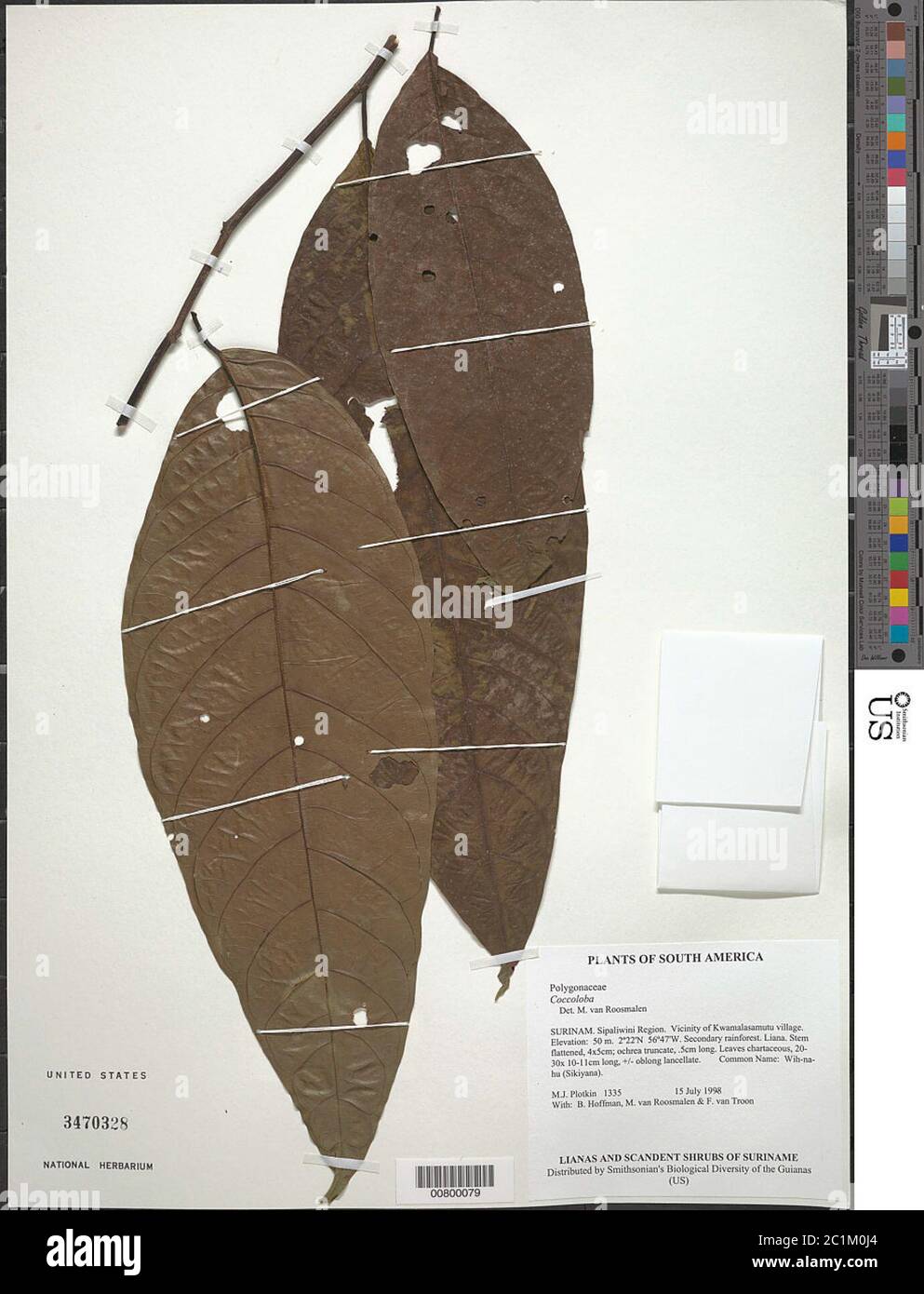 Coccoloba sp Coccoloba sp Stock Photo - Alamy