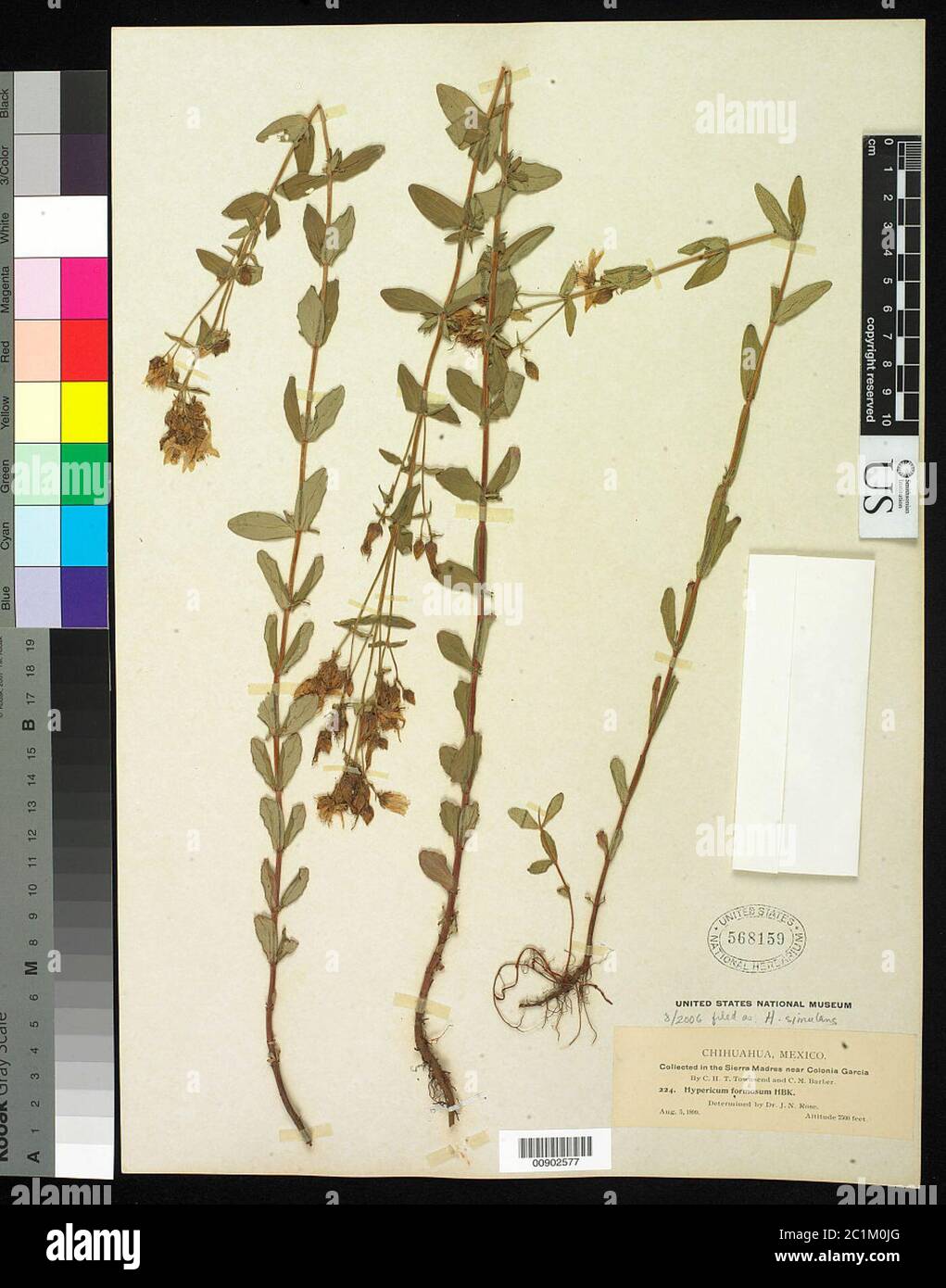 Simulans hi-res stock photography and images - Alamy