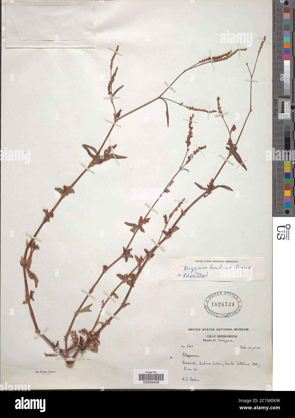 Fusiforme hi-res stock photography and images - Alamy