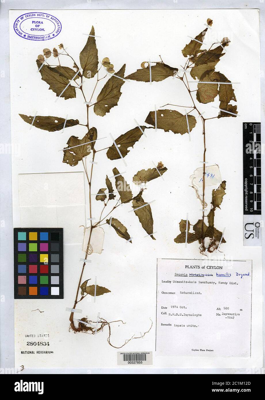 Begonia Humilis High Resolution Stock Photography and Images - Alamy