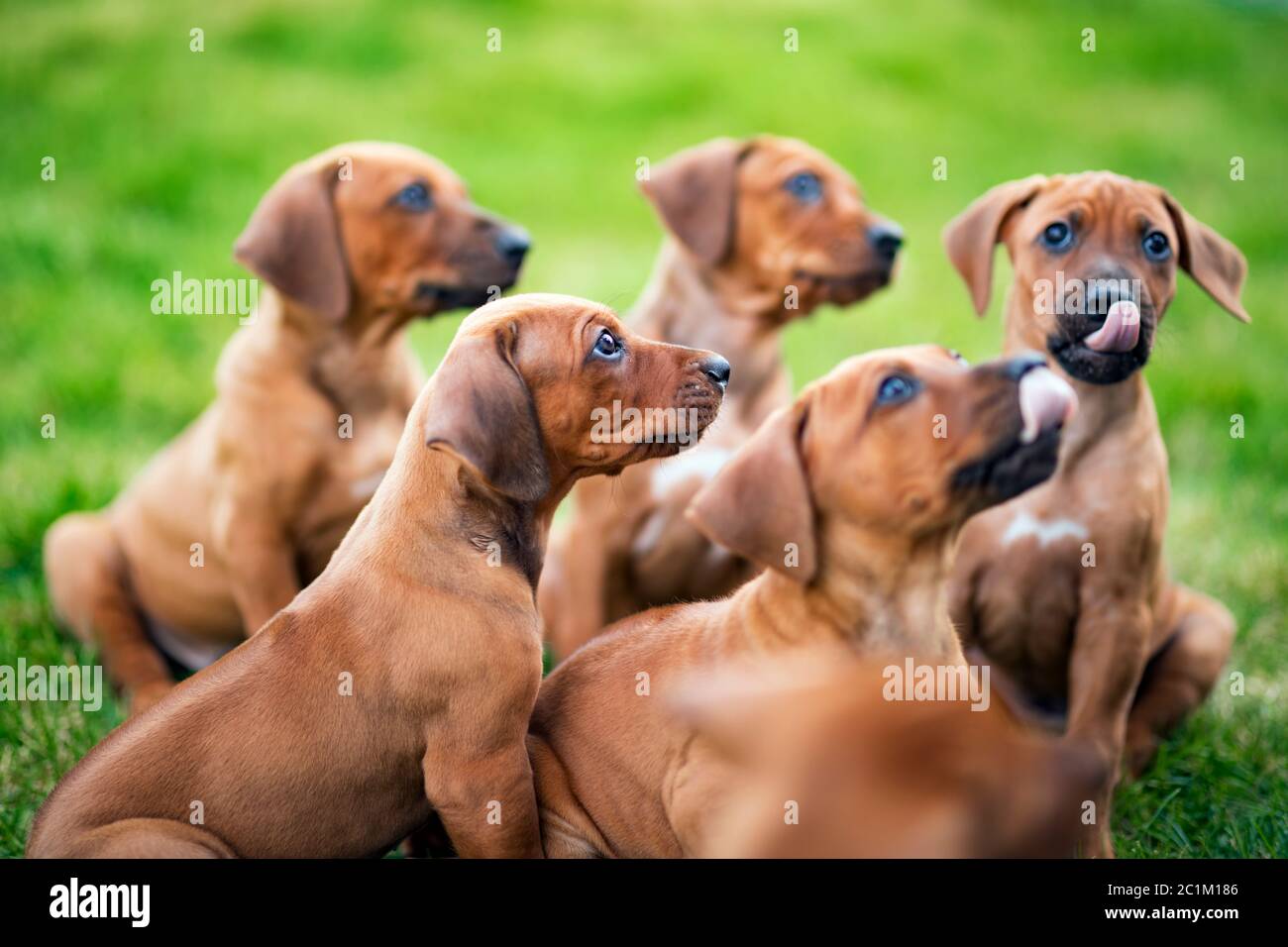 Playing rhodesian ridgeback hi-res stock photography and images - Alamy