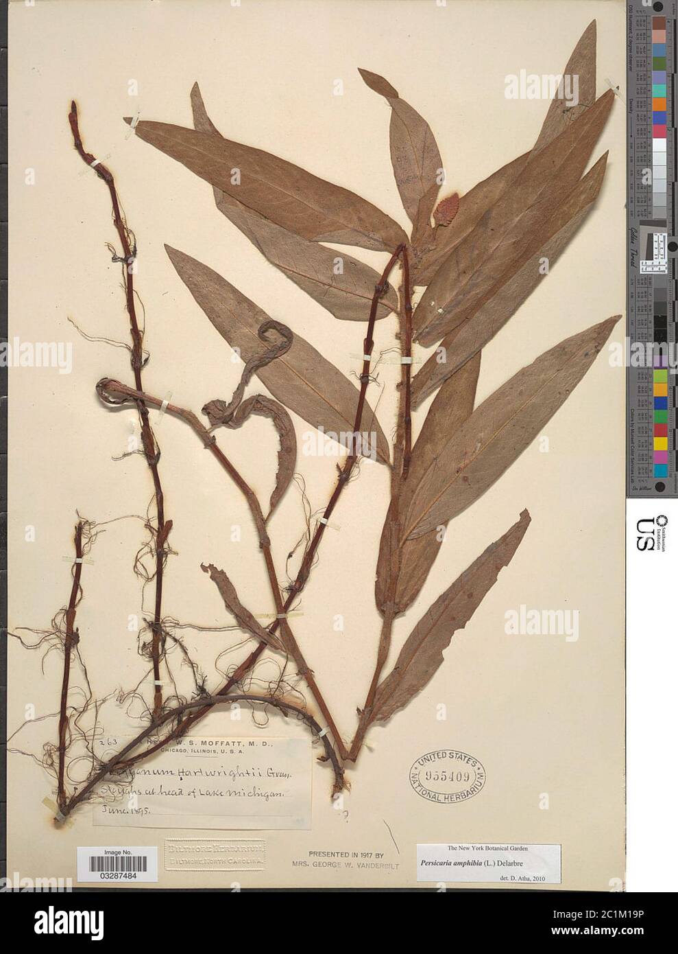 Polygonum amphibium L Polygonum amphibium L Stock Photo - Alamy
