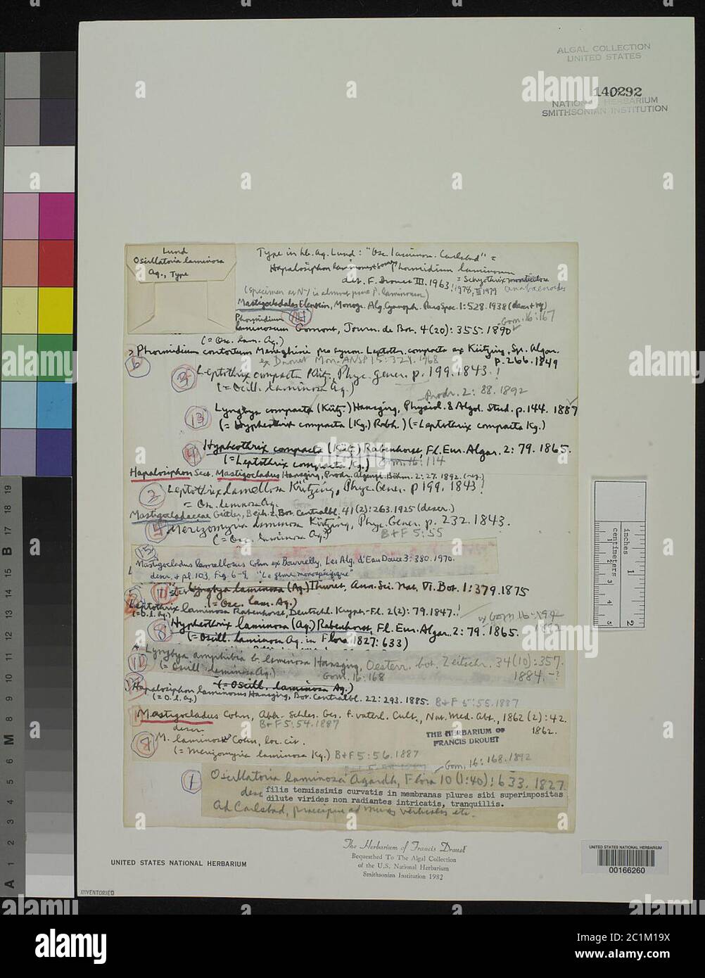 00166260.tif Oscillatoria laminosa C Agardh Stock Photo - Alamy