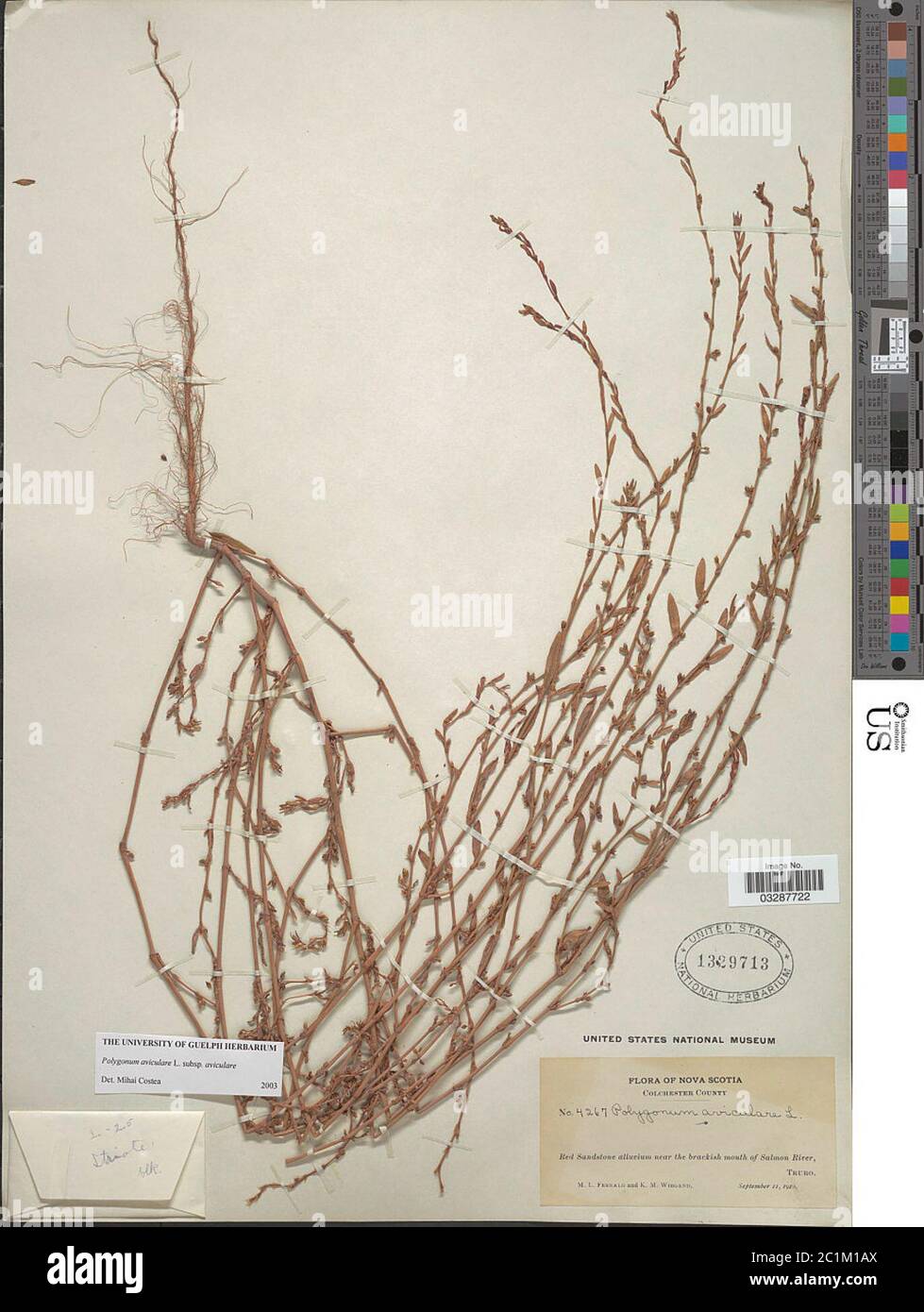 Polygonum aviculare L Polygonum aviculare L Stock Photo - Alamy