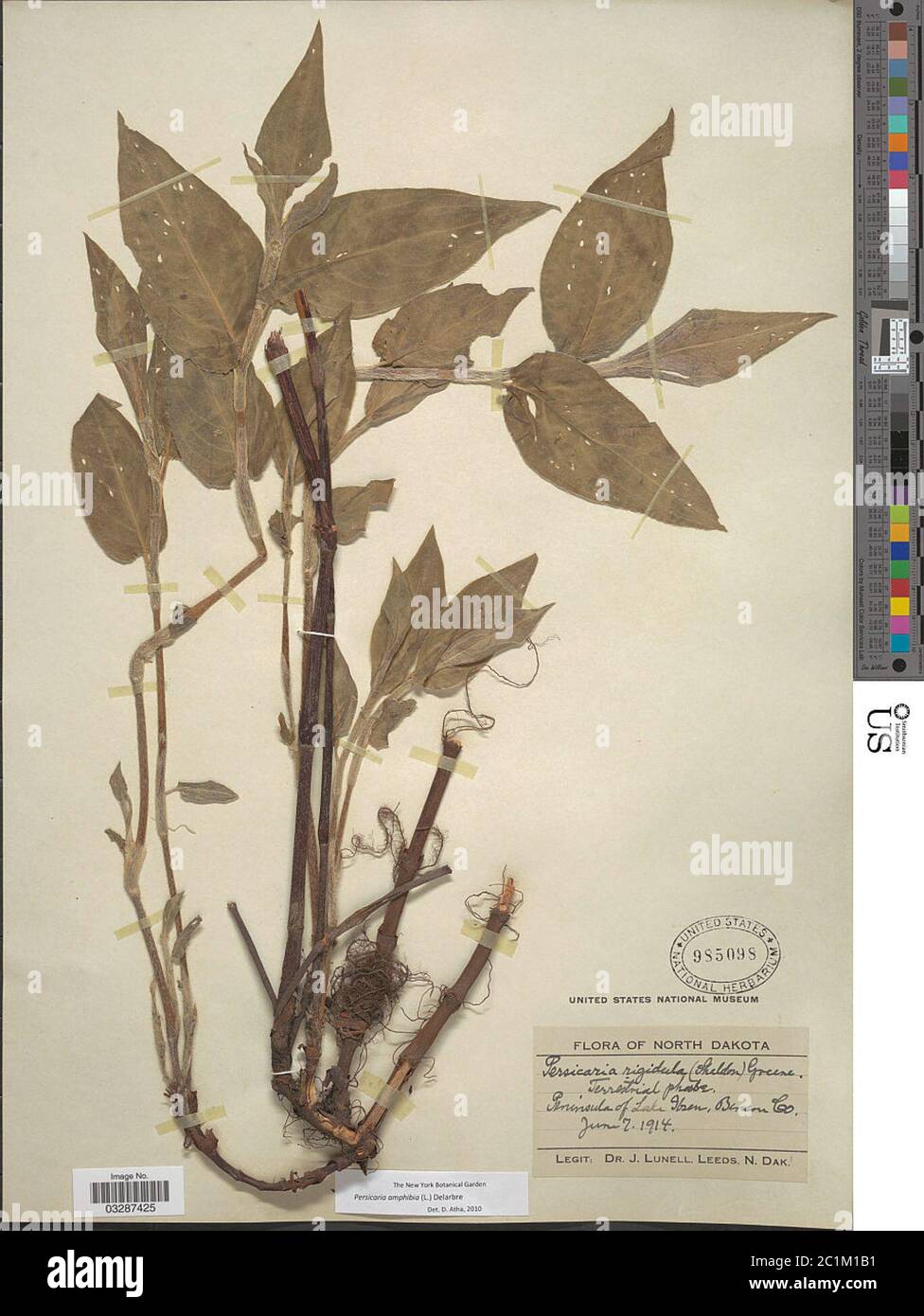 Polygonum amphibium L Polygonum amphibium L Stock Photo - Alamy