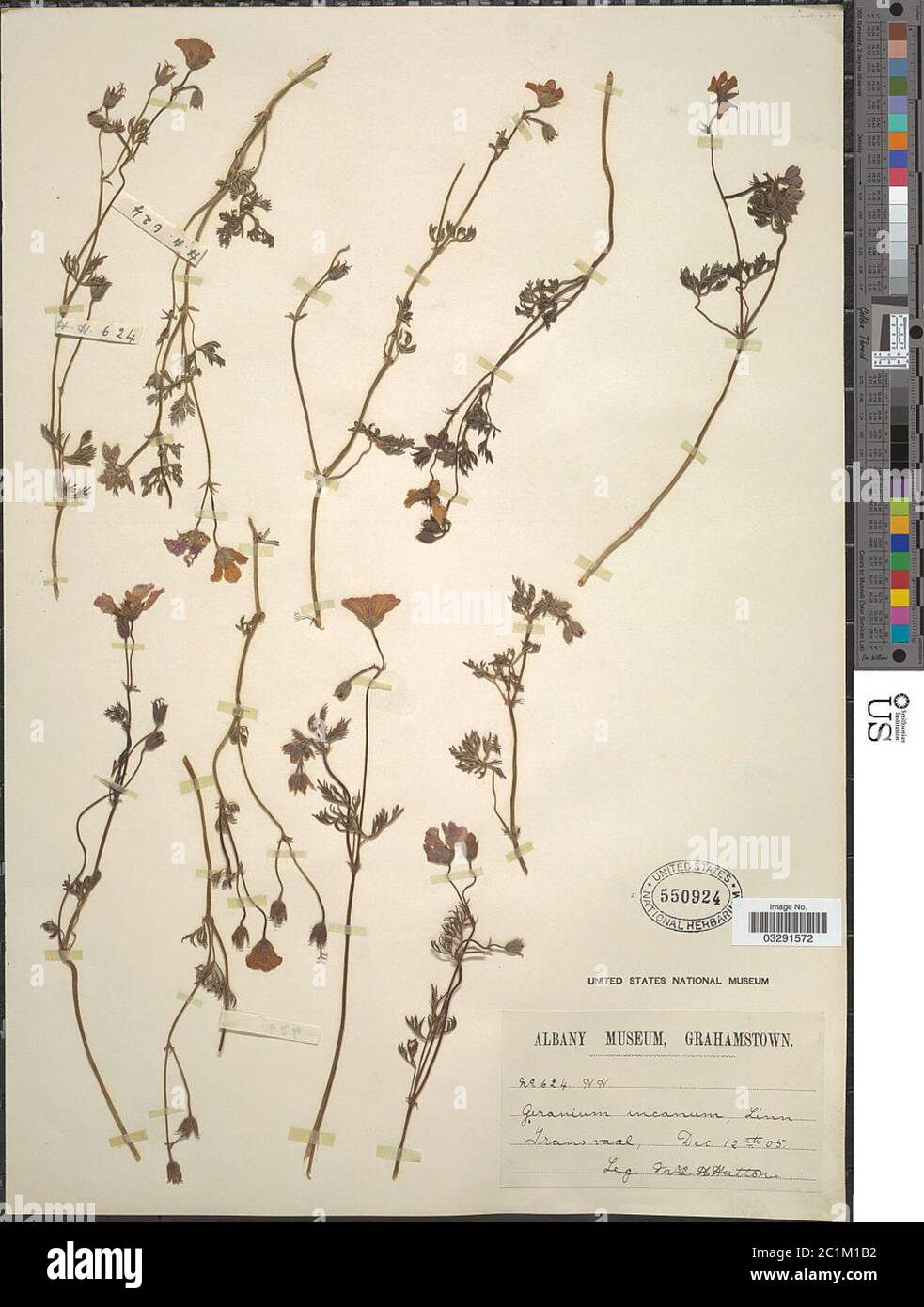 Geranium incanum Geranium incanum Stock Photo - Alamy