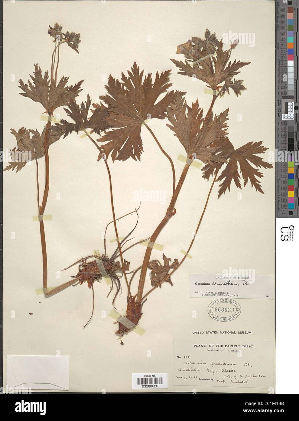 Geranium erianthum DC Geranium erianthum DC Stock Photo - Alamy