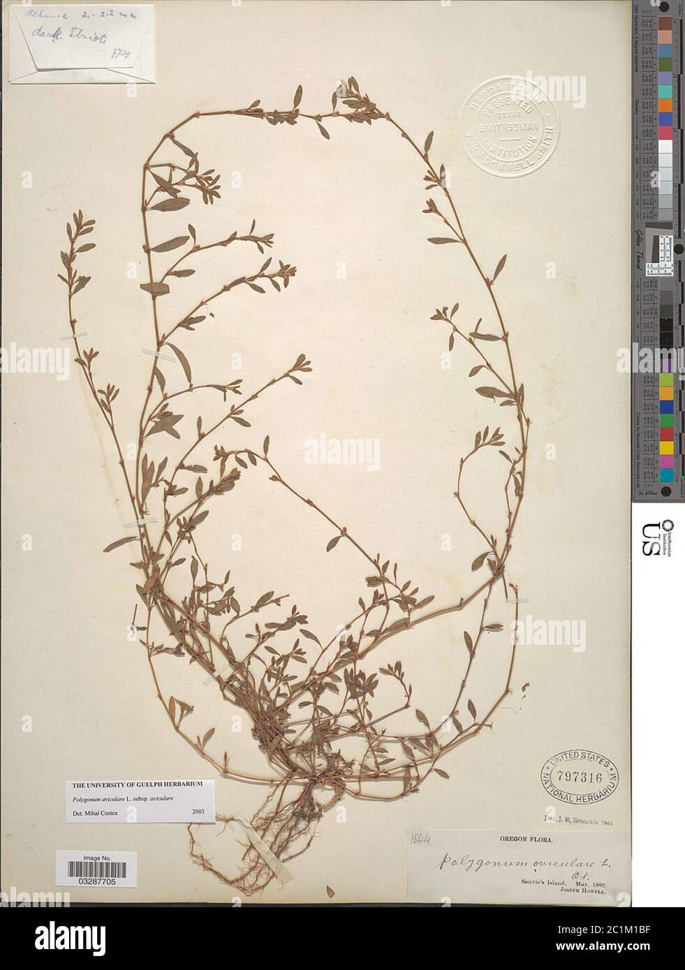 Polygonum aviculare L Polygonum aviculare L Stock Photo - Alamy