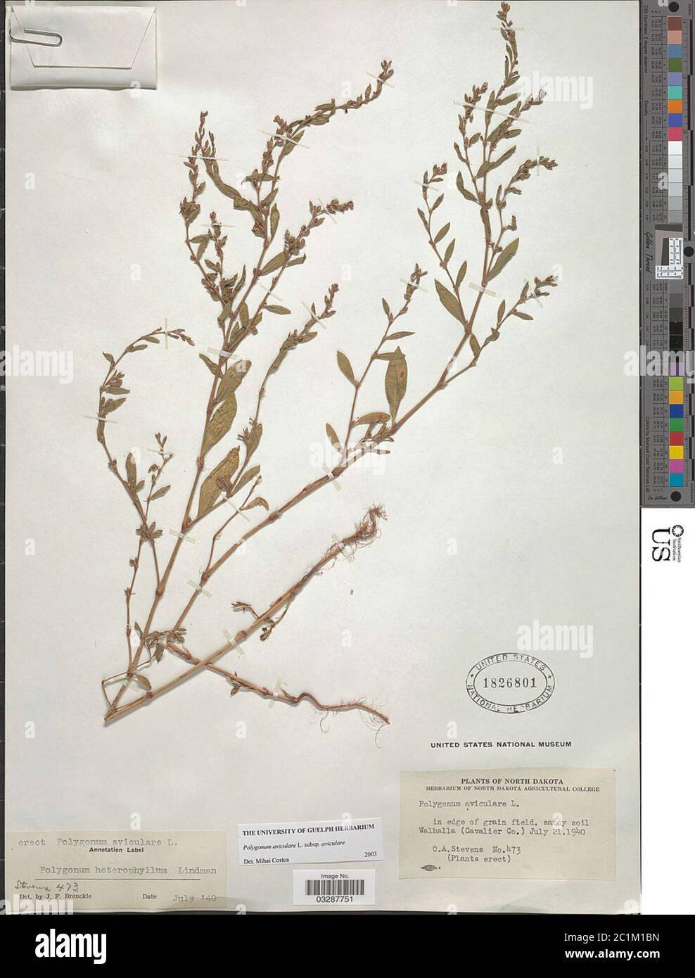Polygonum aviculare L Polygonum aviculare L Stock Photo - Alamy